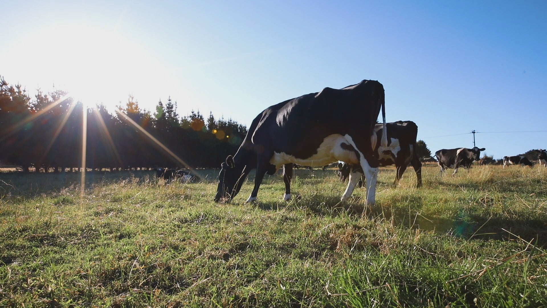 Farm Fresh South - Local Delivered
